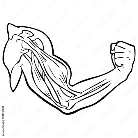 Biceps And Triceps Hand Line Vector Illustration Stock Vector Adobe Stock