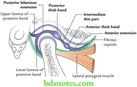 Infratemporal Fossa Question And Answers Bds Notes