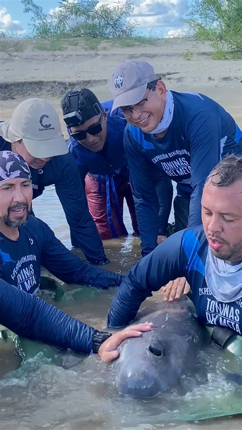 Letting Dolphin Go Looping