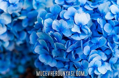 Mavi Çiçek İsimleri Hangi Çiçekler Mavidir Mücevher Dünyası