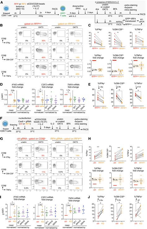 Irf4 Impedes Human Cd8 T Cell Function And Promotes Cell Proliferation And Pd 1 Expression Cell