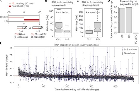 Nano Id Monitors Rna Isoform Dynamics During Heat Shock Hs A Download Scientific Diagram