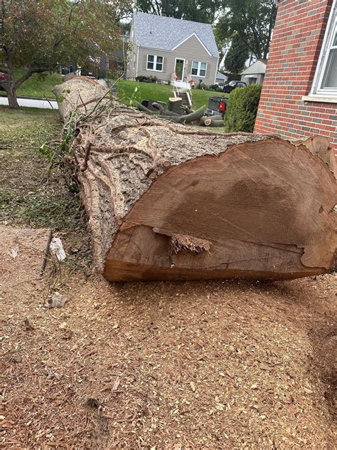 Tree Care Gallery St Louis MO County Tree Service
