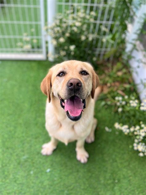 래브라도 리트리버 해피 강아지 책임무료분양♥ 강아지파양 고양이파양 유기견무료분양입양 아이조아요양보호소