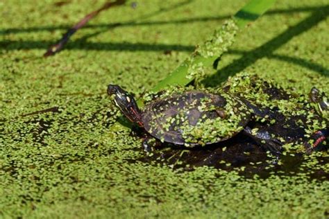 Turtle Taxonomy Explained In Laymans Terms The Turtle Hub