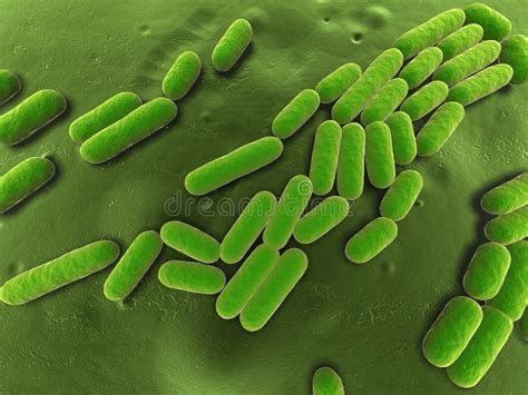 Bacillus Subtilis Stock Illustration Illustration Of Bacteria 11962241