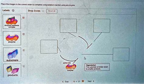 Place The Images In The Correct Order To Complete A Degradation Reaction Using An Enzyme Labels
