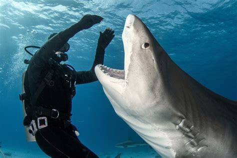 Tiger Shark Vs Great White Size