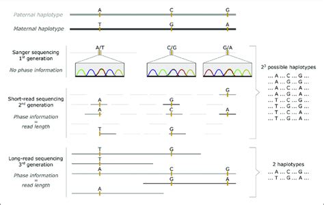Graphical Illustration Of The Haplotype Phasing Concept Paternal And Download Scientific