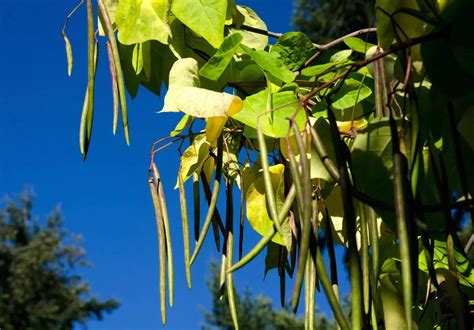 What Kind Of Tree Has Long Seed Pods Storables