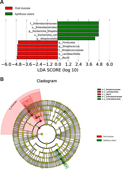 Lefse Analysis Of Investigated Bacterial Communities A The Lda Scores