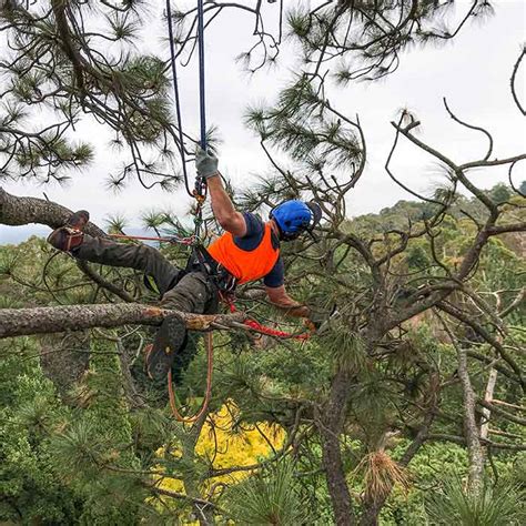 Large Pine Prune Total Tree Solutions