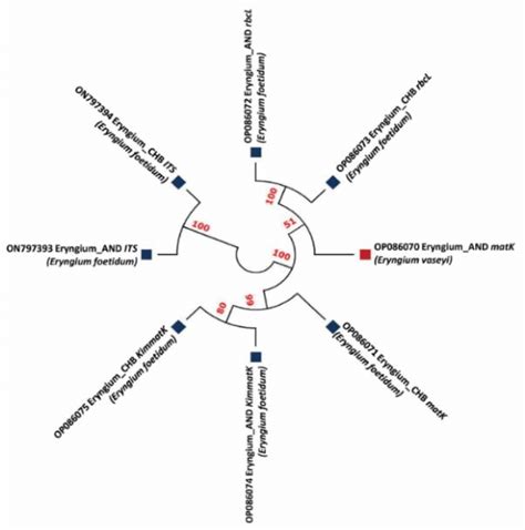 maximum likelihood tree of matk kim matk rbcl and its2 barcode