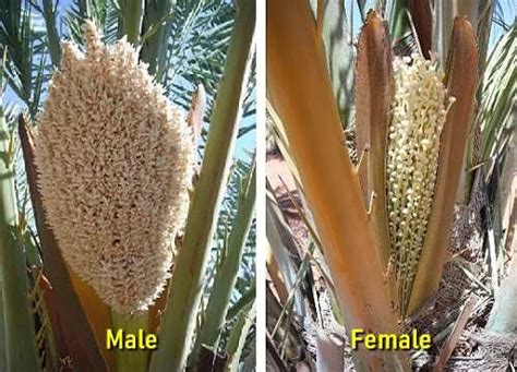 Difference Between Male And Female Date Palm Trees Fruit Tree Propagation Growing Fruit Trees
