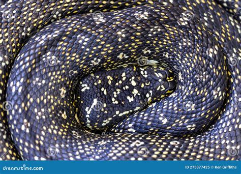 Australian Diamond Python Stock Image Image Of Australia 275377425