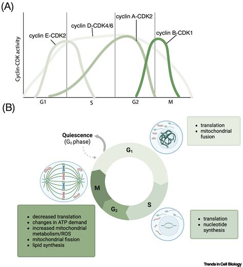 The Bidirectional Relationship Between Metabolism And Cell Cycle Control Trends In Cell Biology