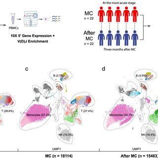 Study Design And Single Cell Landscape Of Cell Types Identified From Download Scientific