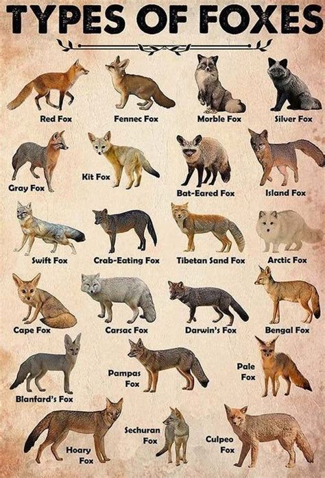 Types Of Foxes Artofit