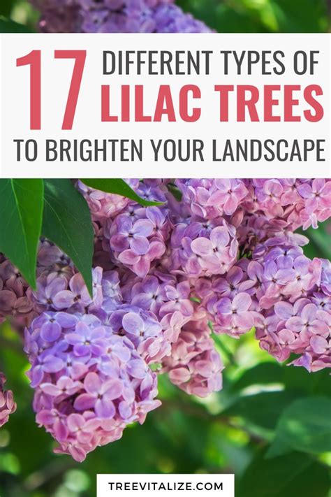 17 Different Types Of Lilac Trees Their Identifying Features With