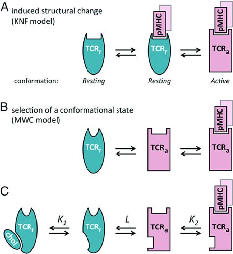 The Tcr Is Regulated By Heterotropic Allostery A According To The Download Scientific