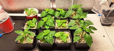One Month Progress 🌶 Rhotpeppers