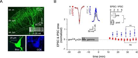 Figures And Data In Cell Specific Synaptic Plasticity Induced By