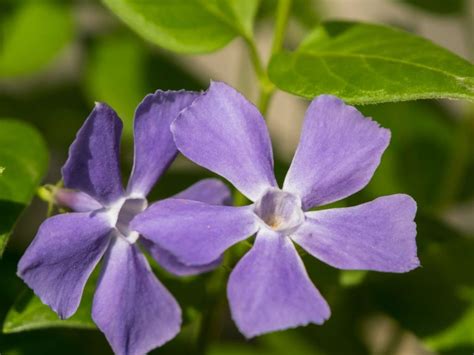 17 Plants That Thrive In Poor Soil Transforming Tough Garden Spots Complete Gardening