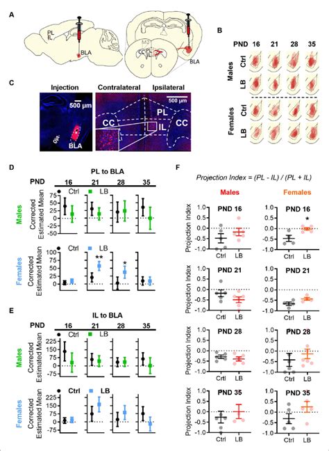 Lb Altered Mpfc To Bla Anatomical Connectivity In Females But Not Download Scientific Diagram