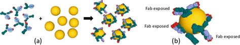 Schematic Representation Of The Functionalization Process A Antibodies