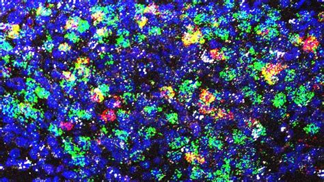 Area Postrema Image Eurekalert Science News Releases