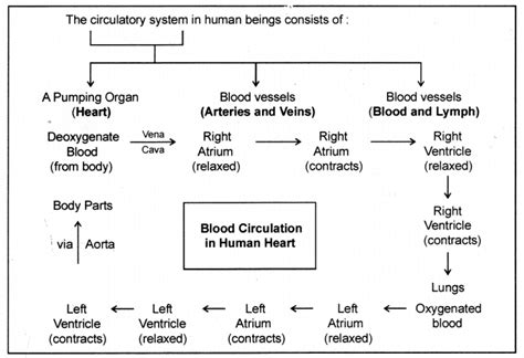 Life Processes Class Notes Science Chapter Artofit