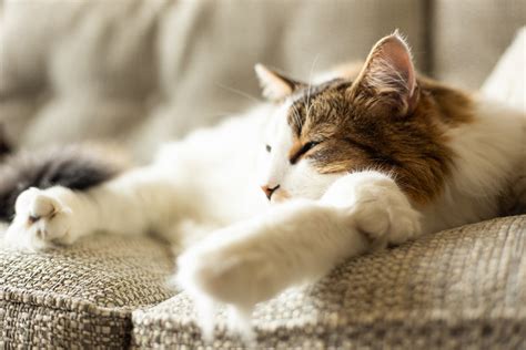 LAZY SUNDAY CATS On Behance