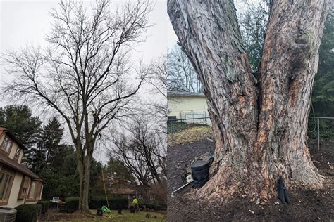 Russell Tree Experts — Anatomical Upgrades For Your Trees