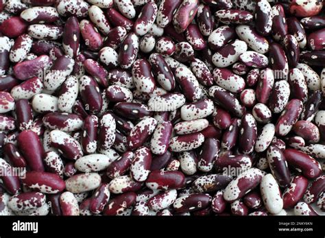 Background From A Crop Of Dry Beans Stock Photo Alamy