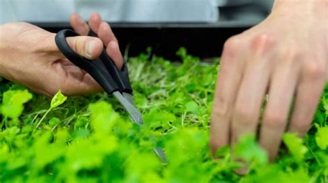 The Importance Of Plant Reference Genomes Eremid Genomic Services