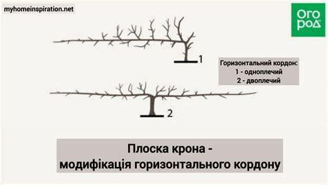 Як обрізати плодові дерева все про види крон і їх формуванні в картинках Моє домашнє натхнення