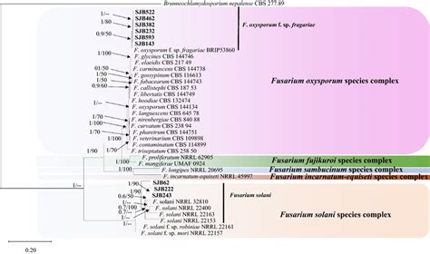 A Bayesian Inference Phylogenetic Tree Based On Combined Ef1 α And Rpb2