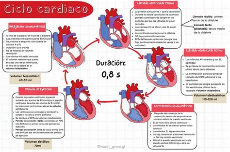Ciclo Cardiaco Medifer Udocz