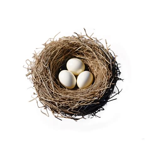 Download Minimalist Bird Nest Png 70