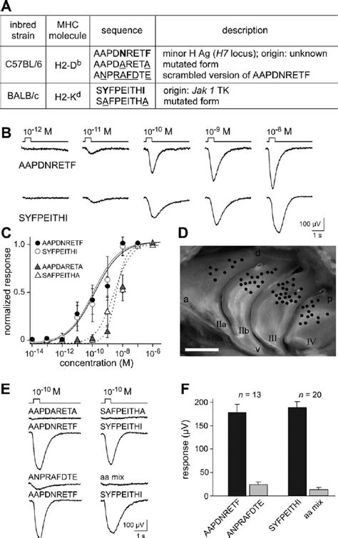 The Mouse Moe Detects Mhc Class I Peptide Ligands A Peptide Ligands