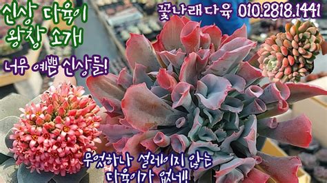 토요일엔 신상다육이 왕창 소개하는 토요신상데이 예쁘지 않은 다육이 하나도 없어서 너무 고민되는 시간😁꽃나래다육 0102818