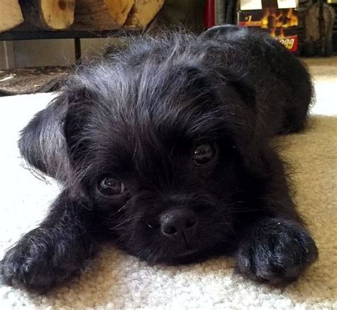 Pugapoo Pug And Poodle Mix