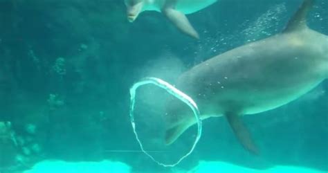 Dolphin Plays With Toroidal Vortex Cflas