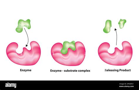 Enzyme Substrate