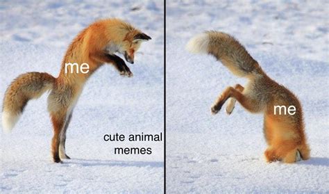 The Best Fox Memes Memedroid