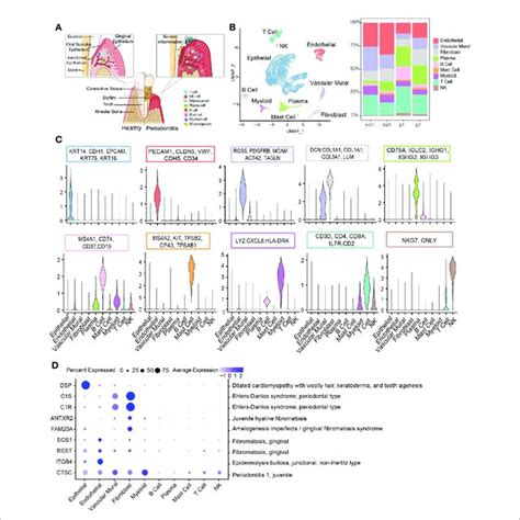 overview of the clustering and annotation of the single cell rna