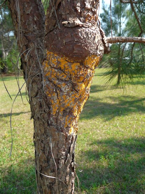 Fusiform Rust Wilcox County Ag