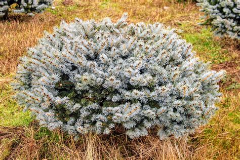 Picea pungens 'Glauca Globosa' Spuce | Conifer Kingdom