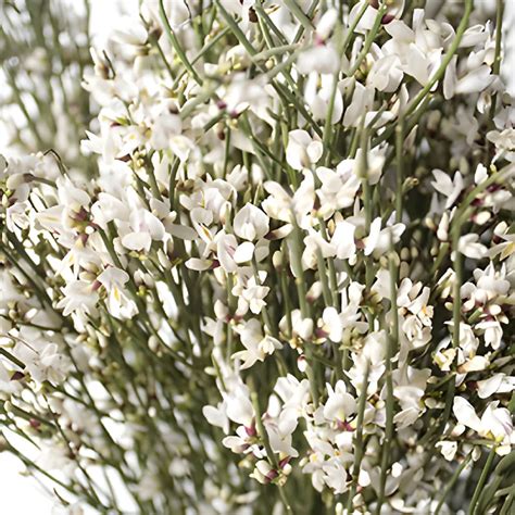 Buy Wholesale White Wedding Scotchbroom Ginestra Flower In Bulk F