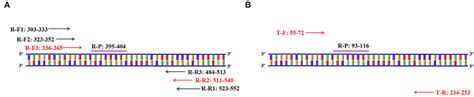 Schematic Diagram Of Primer Amplification A Schematic Diagram Of The